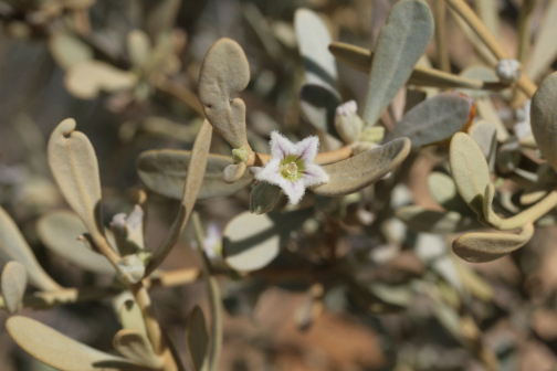 Anthotroche myoporoides_百度百科