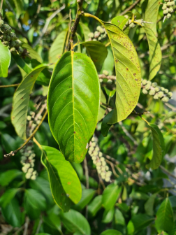 Castanopsis inermis_百度百科