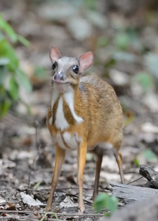 小鼷鹿：是鼠是鹿还是兔？_百科TA说