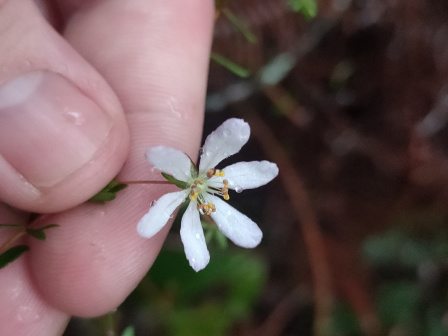 Bauera microphylla_百度百科
