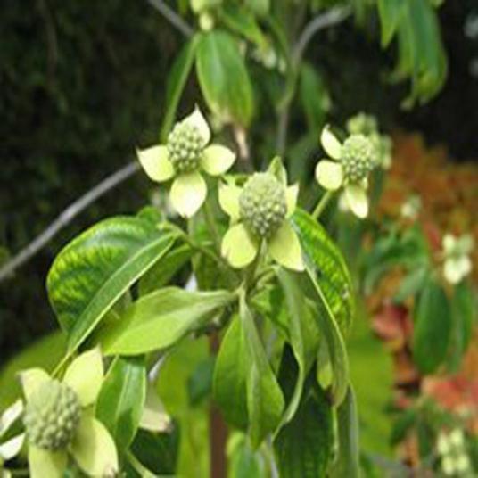 Cornus elliptica 'Elsbry' EMPRESS OF CHINA_百度百科