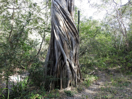 Ficus cotinifolia_百度百科