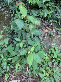 Terminalia acuminata_百度百科