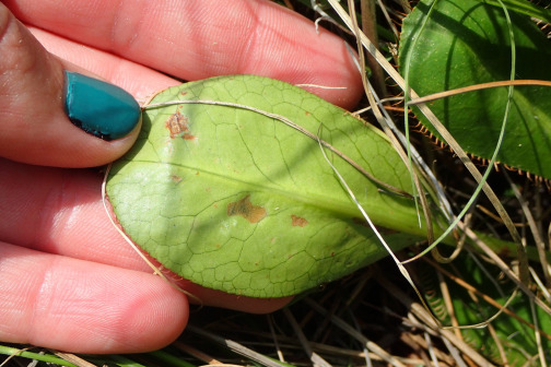 Alepidea longeciliata_百度百科