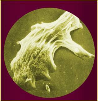 阿米巴运动_百度百科