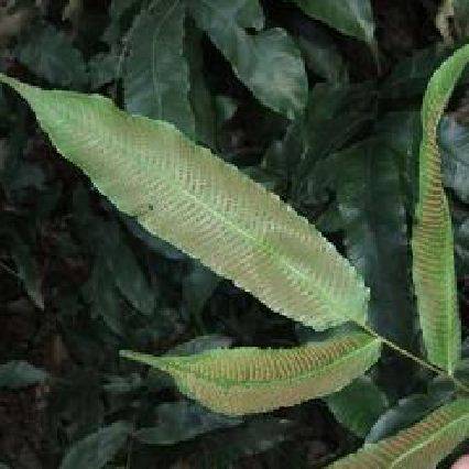 河口新月蕨_百度百科