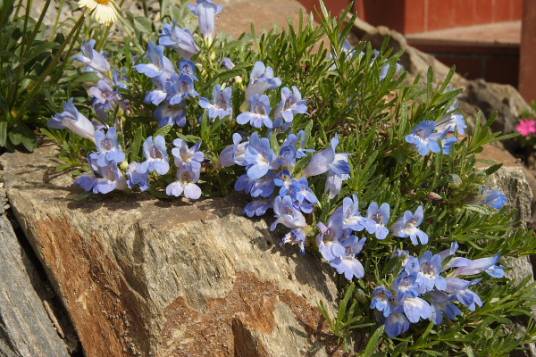 Penstemon caespitosus_百度百科