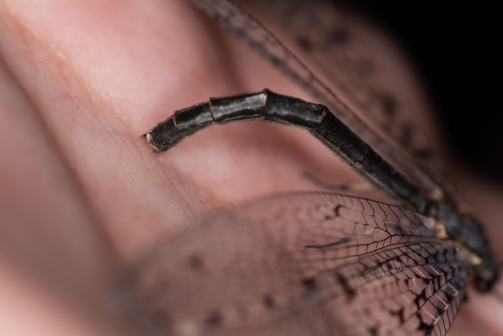 多斑东蚁蛉_百度百科