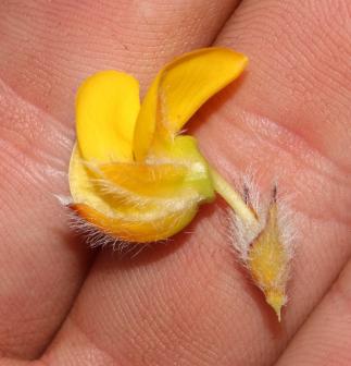 Cyclopia alopecuroides_百度百科