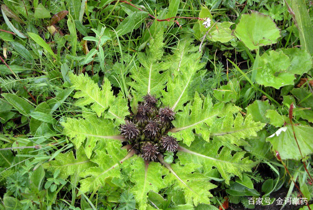 金诃藏药带你认识藏药材——藏木香_百科TA说