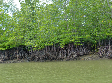 红树（红树科红树属植物）_百度百科