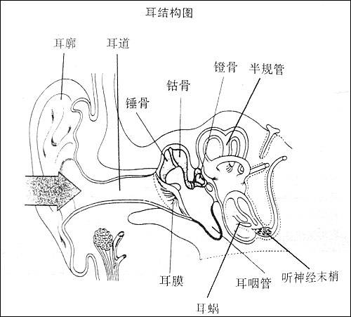 听小骨_百度百科