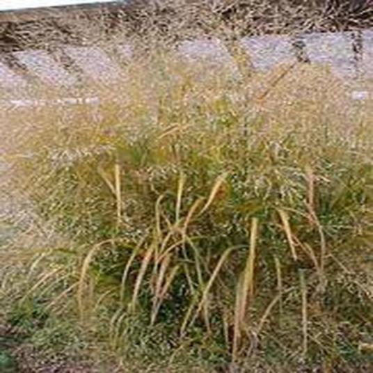 Panicum virgatum 'Squaw'_百度百科