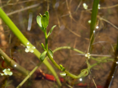 Legenere valdiviana_百度百科