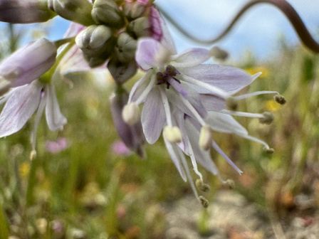 Allium howellii_百度百科