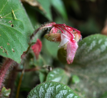 Begonia scintillans_百度百科