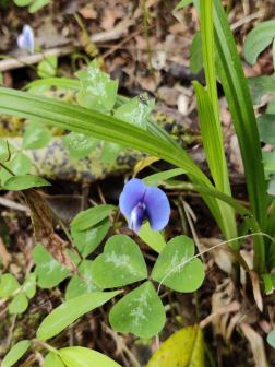 非洲紫雀花_百度百科