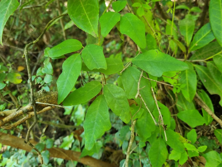 Boquila trifoliolata_百度百科