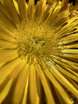 Lampranthus glaucus_百度百科