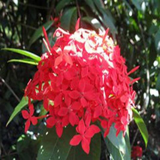 Ixora casei_百度百科