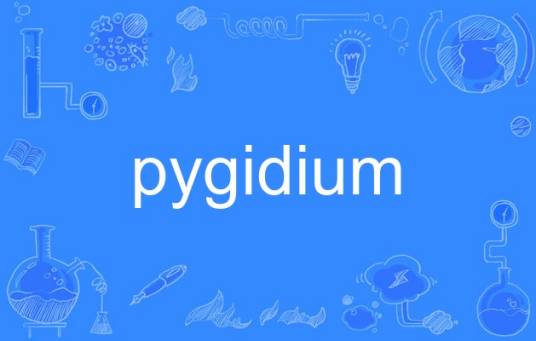 pygidium_百度百科