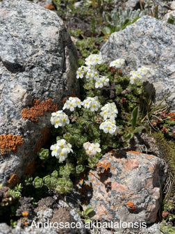 Androsace akbaitalensis_百度百科