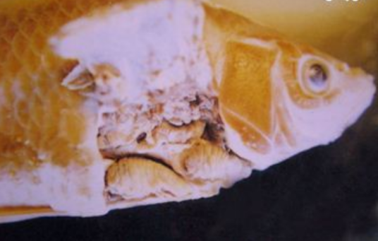 鱼怪病_百度百科