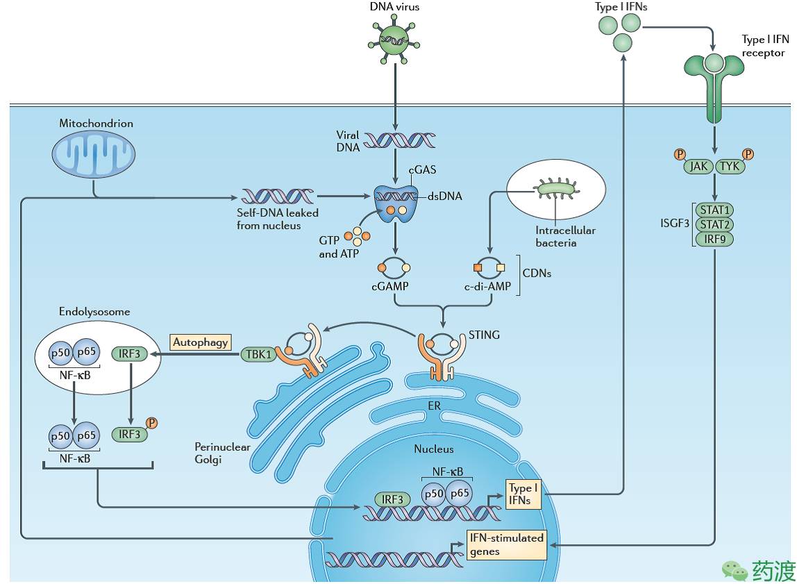 cGAS-STING通路的发现之旅_百科TA说