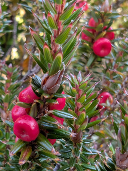 Planocarpa sulcata_百度百科