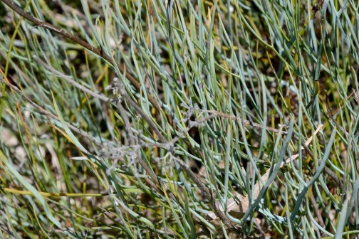 Stirlingia latifolia_百度百科