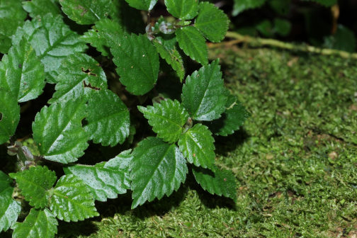 Pilea rivularis_百度百科