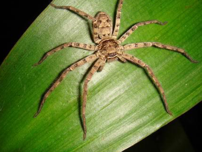 白额高脚蛛竟然是世界上最大的室内蜘蛛？_百科TA说