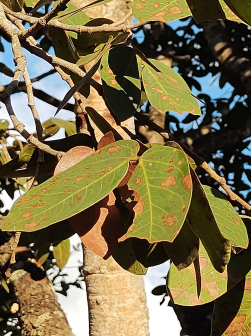 Hymenaea stigonocarpa_百度百科