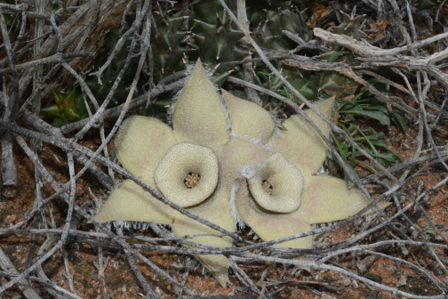 Orbea ciliata_百度百科
