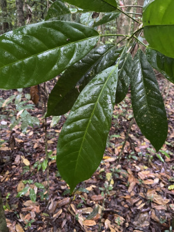 Fontainea picrosperma_百度百科