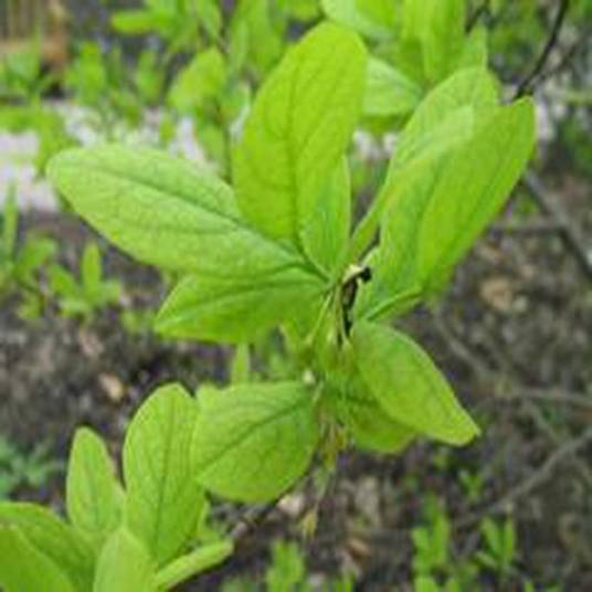 Dirca palustris_百度百科