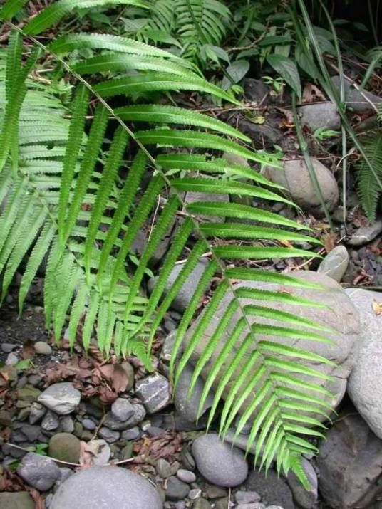 大叶拟丹尼蕨_百度百科