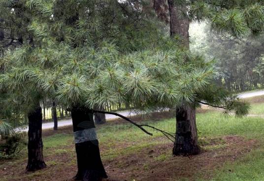 东部白松种源WO11_百度百科