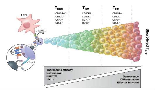 Tcm—中央记忆型T细胞_百度百科