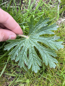 Sidalcea campestris_百度百科
