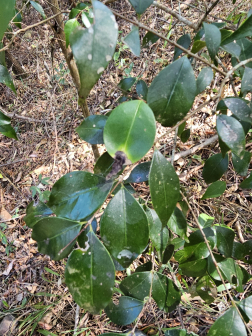 Gossia punctata_百度百科