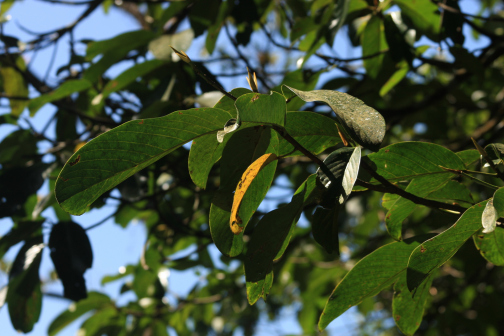 Bhesa indica_百度百科