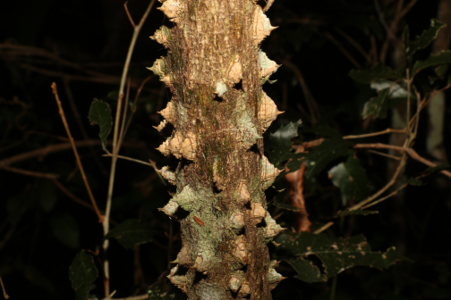 Zanthoxylum brachyacanthum_百度百科