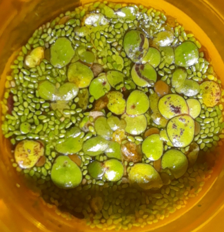 Wolffia borealis_百度百科