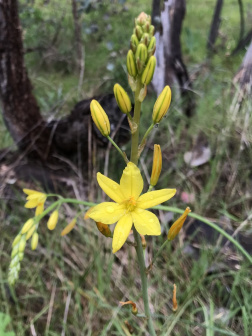 Bulbine bulbosa_百度百科