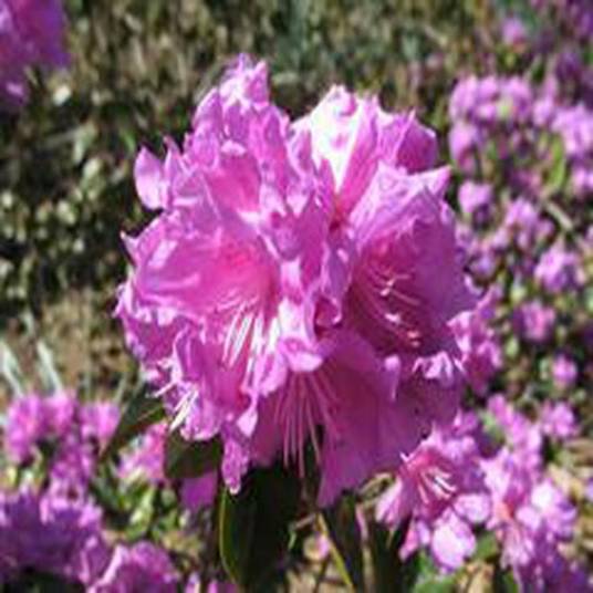 Rhododendron 'P.J.M. Elite'_百度百科