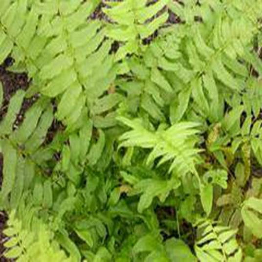 Diplazium pycnocarpon_百度百科