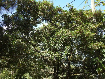 Ficus colubrinae_百度百科