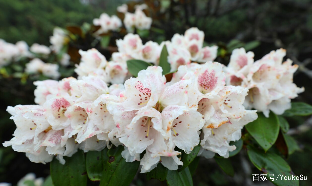 大理苍山迎来野生杜鹃花最佳观赏期！_百科TA说