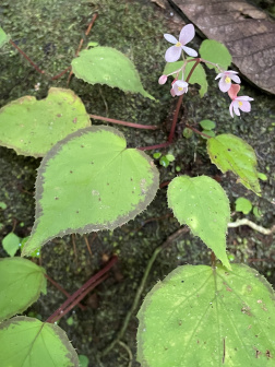 Begonia erminea_百度百科